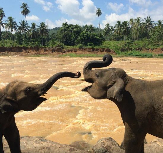 Pinnawala - Sri Lanka Committee for Treatment and Research in Multiple ...